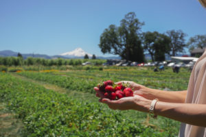 Experiencing the Hood River Fruit Loop | Hood River Activities | FYD